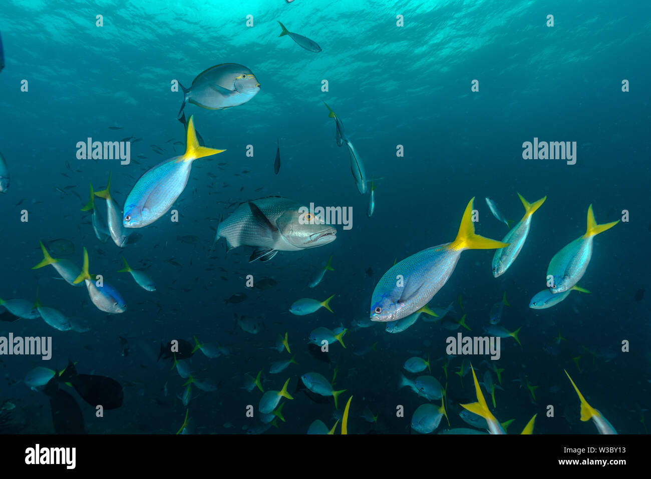 Coral triangle hi-res stock photography and images - Alamy