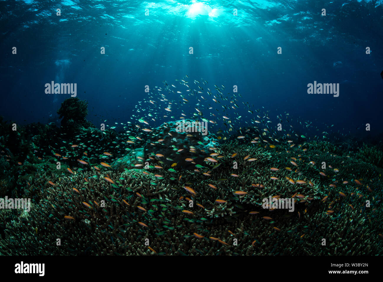 Coral triangle photography Stock Photo - Alamy