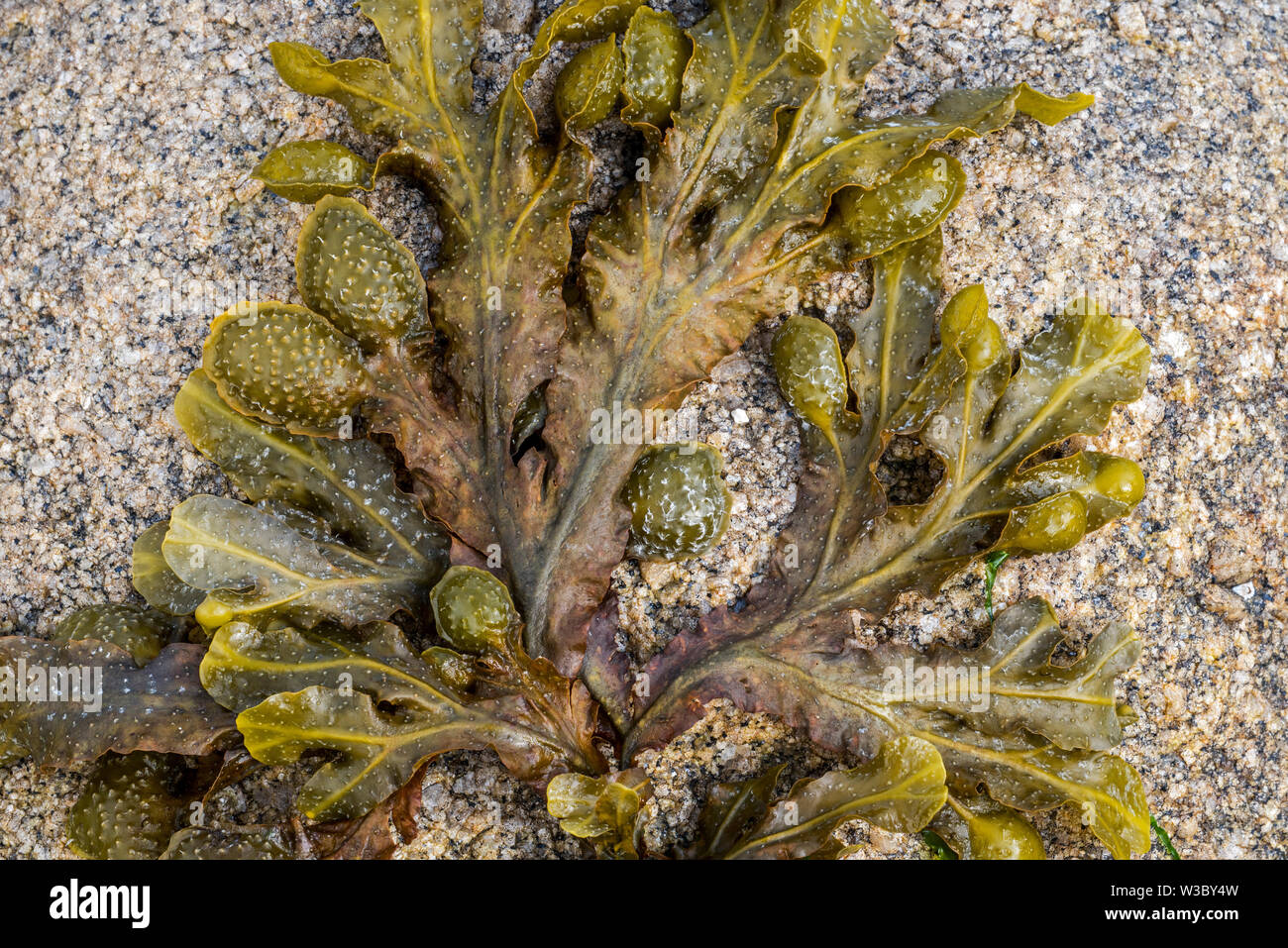 Spiral wrack / flat wrack (Fucus spiralis), brown alga seaweed washed ...