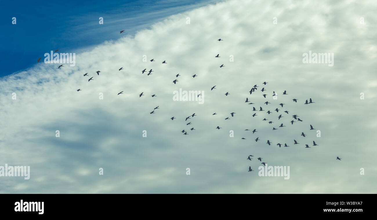 Aussi birds hi-res stock photography and images - Alamy