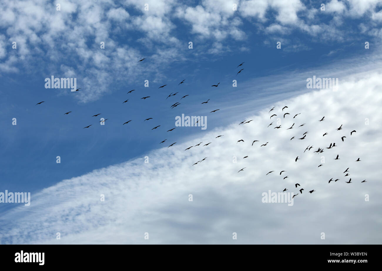 Flock of birds Ibisse in the sky in Australia Stock Photo - Alamy