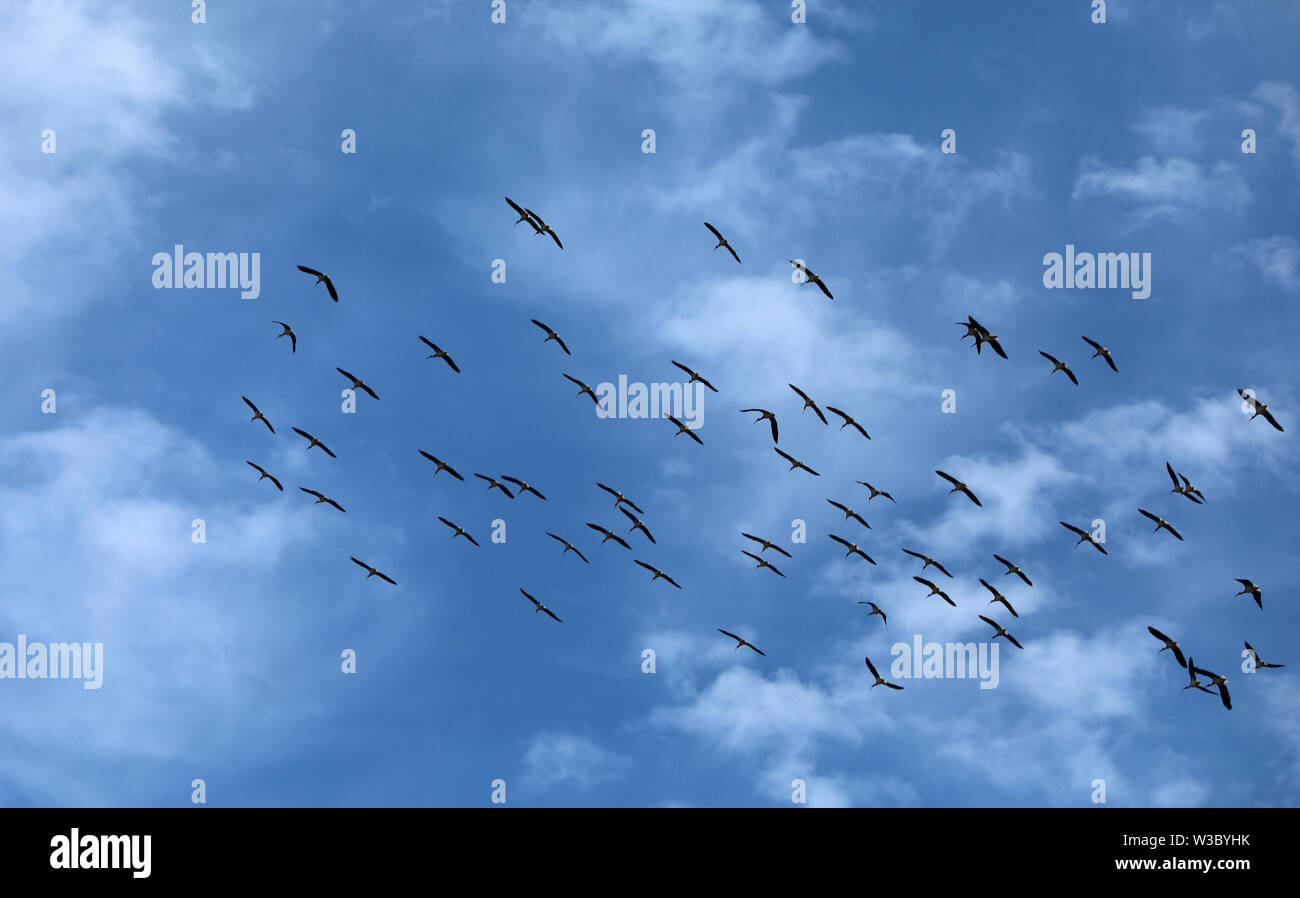Australian white ibisse hi-res stock photography and images - Alamy