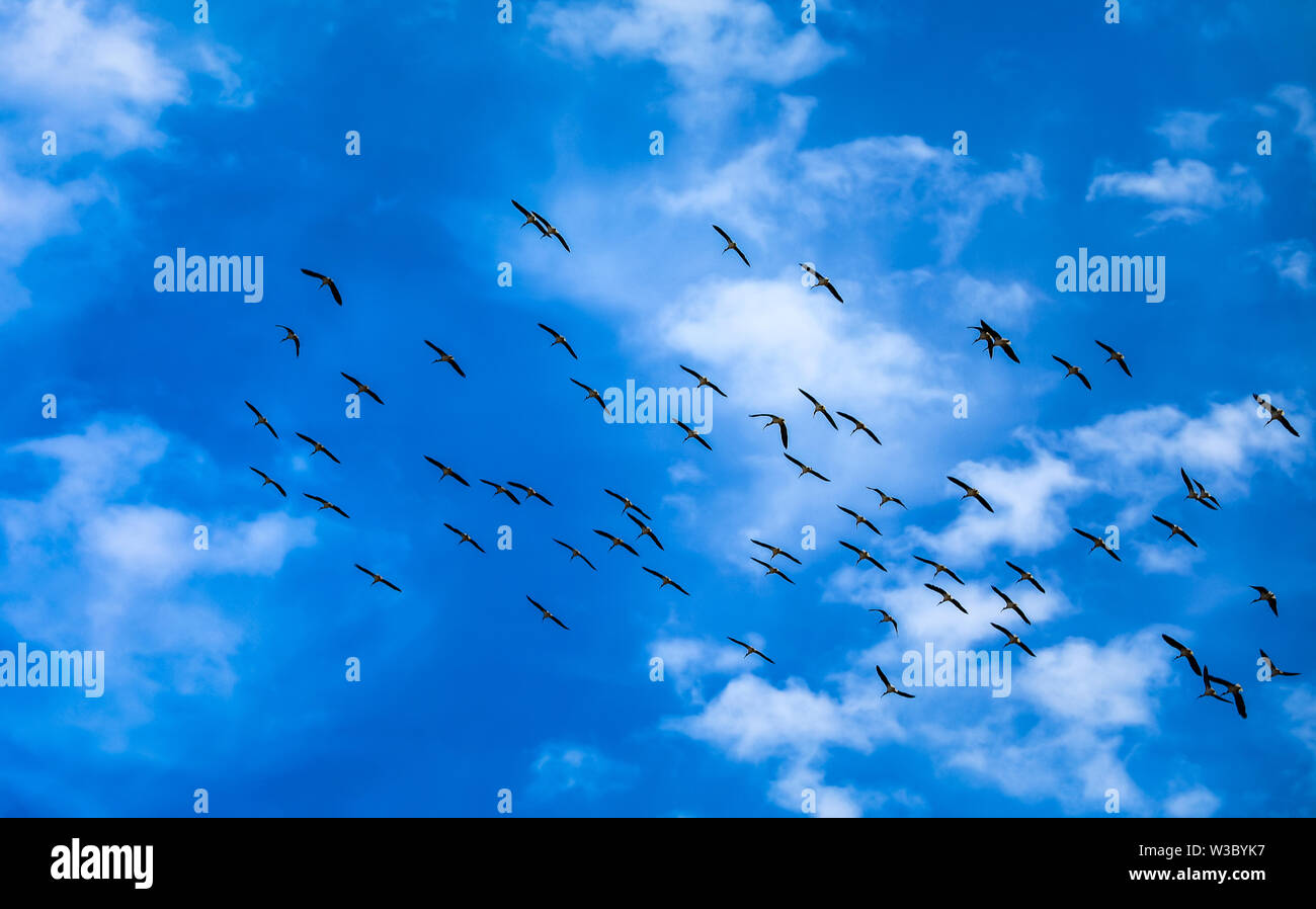 Aussi birds hi-res stock photography and images - Alamy