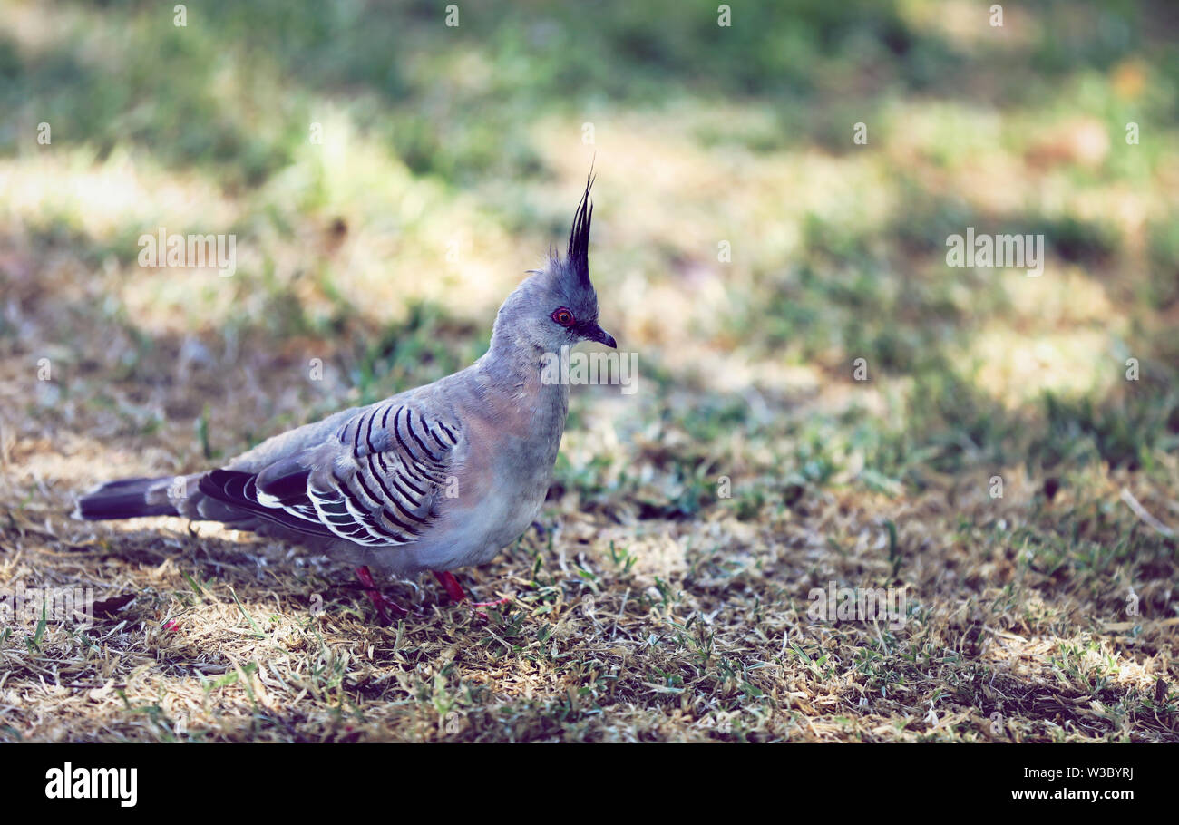 Columbidae Australian Wildlife Bird Pigeon High Resolution Stock ...
