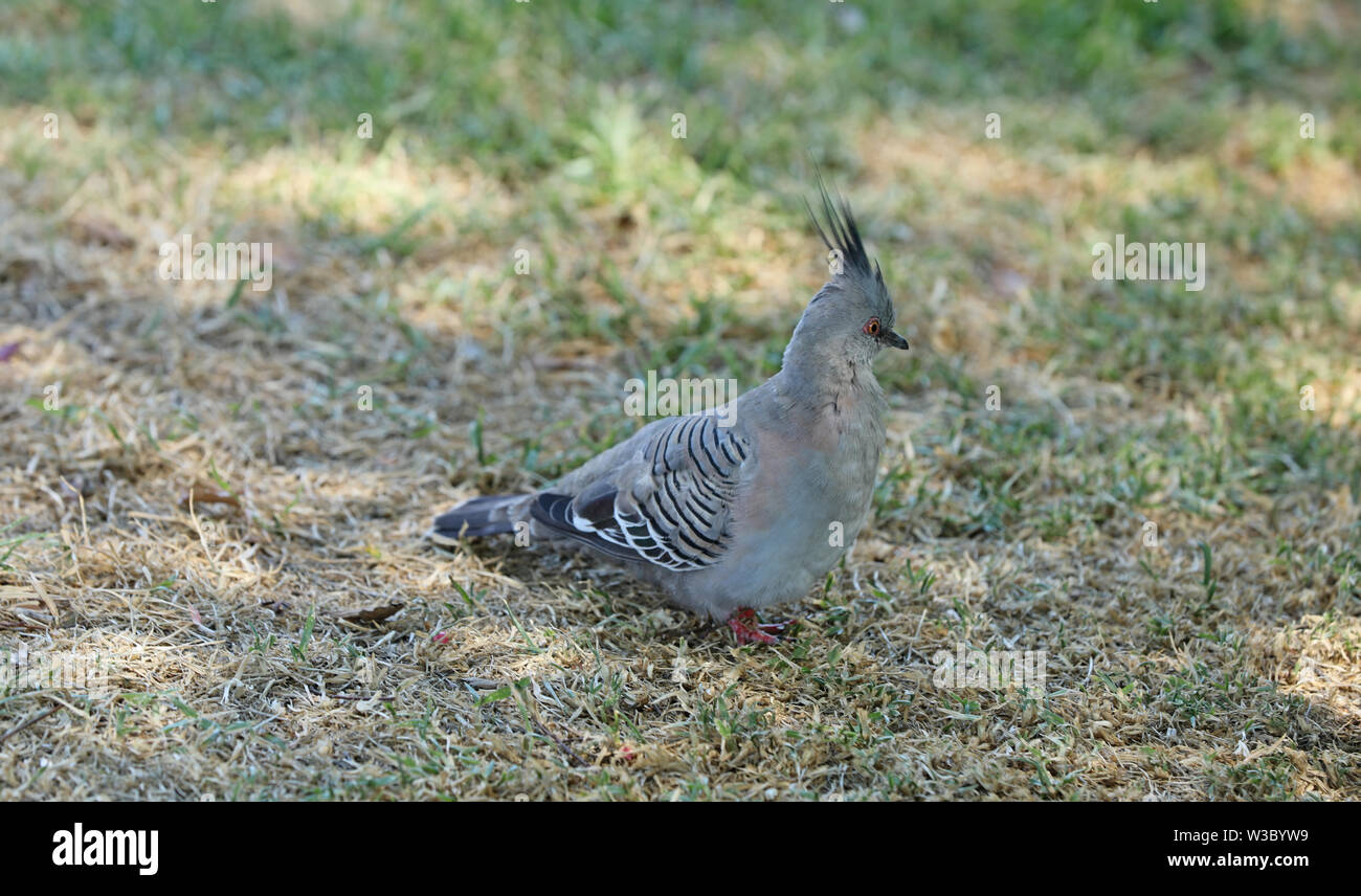 Pigeon Australian crested pigeon searching for food Stock Photo - Alamy