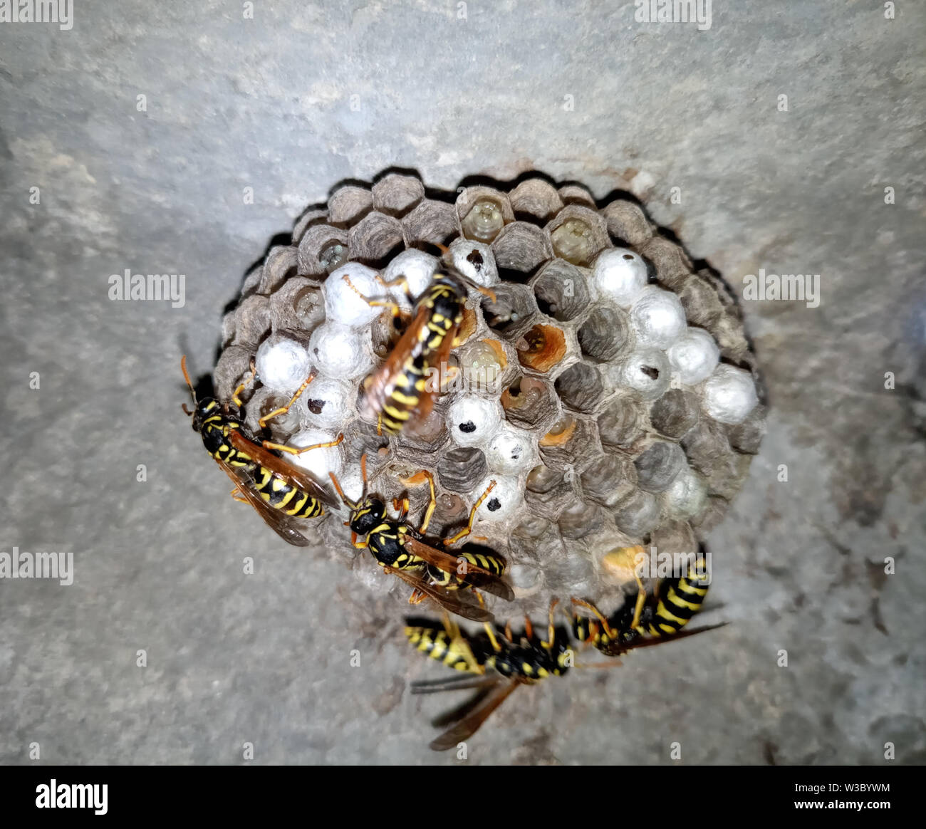 Wasp species polished on nest. Wasp nest with wasps and larvae Stock ...
