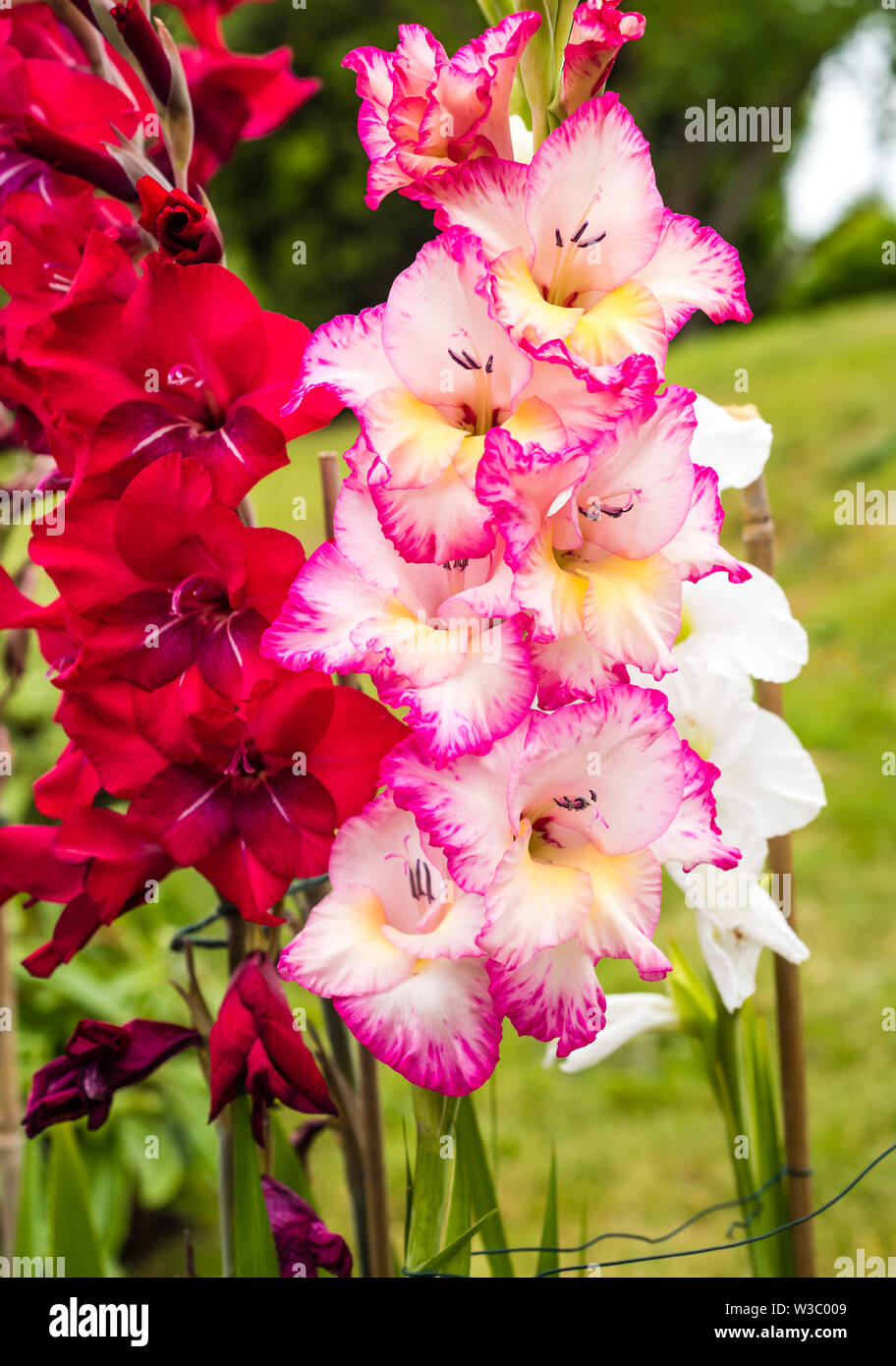 Gladiolus Hybrida