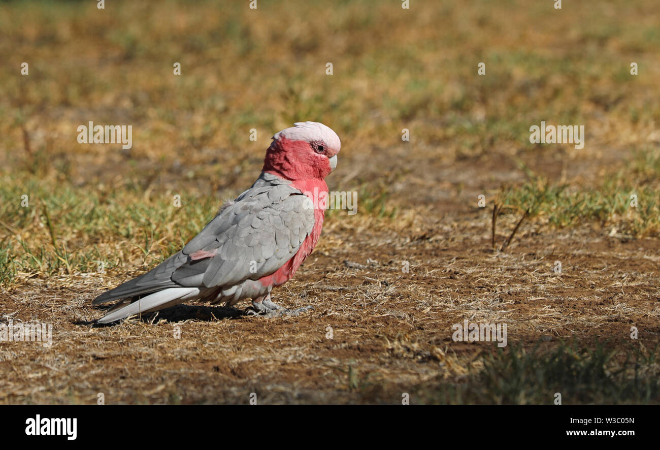 Pink Cockatoo Parrot in Australia Stock Photo - Alamy