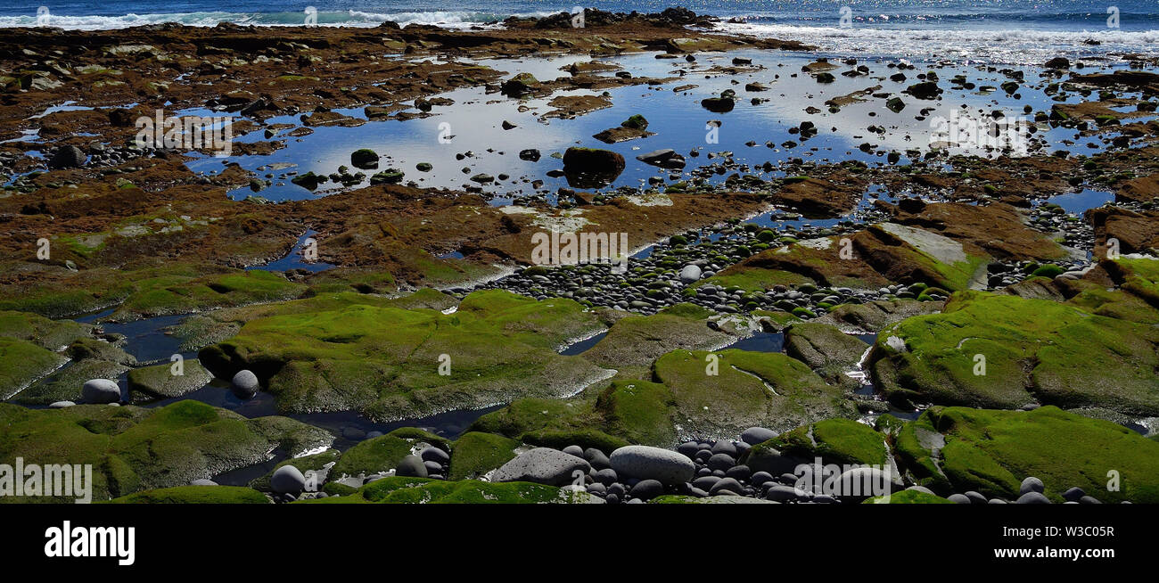 Algae on the rocks hi-res stock photography and images - Alamy