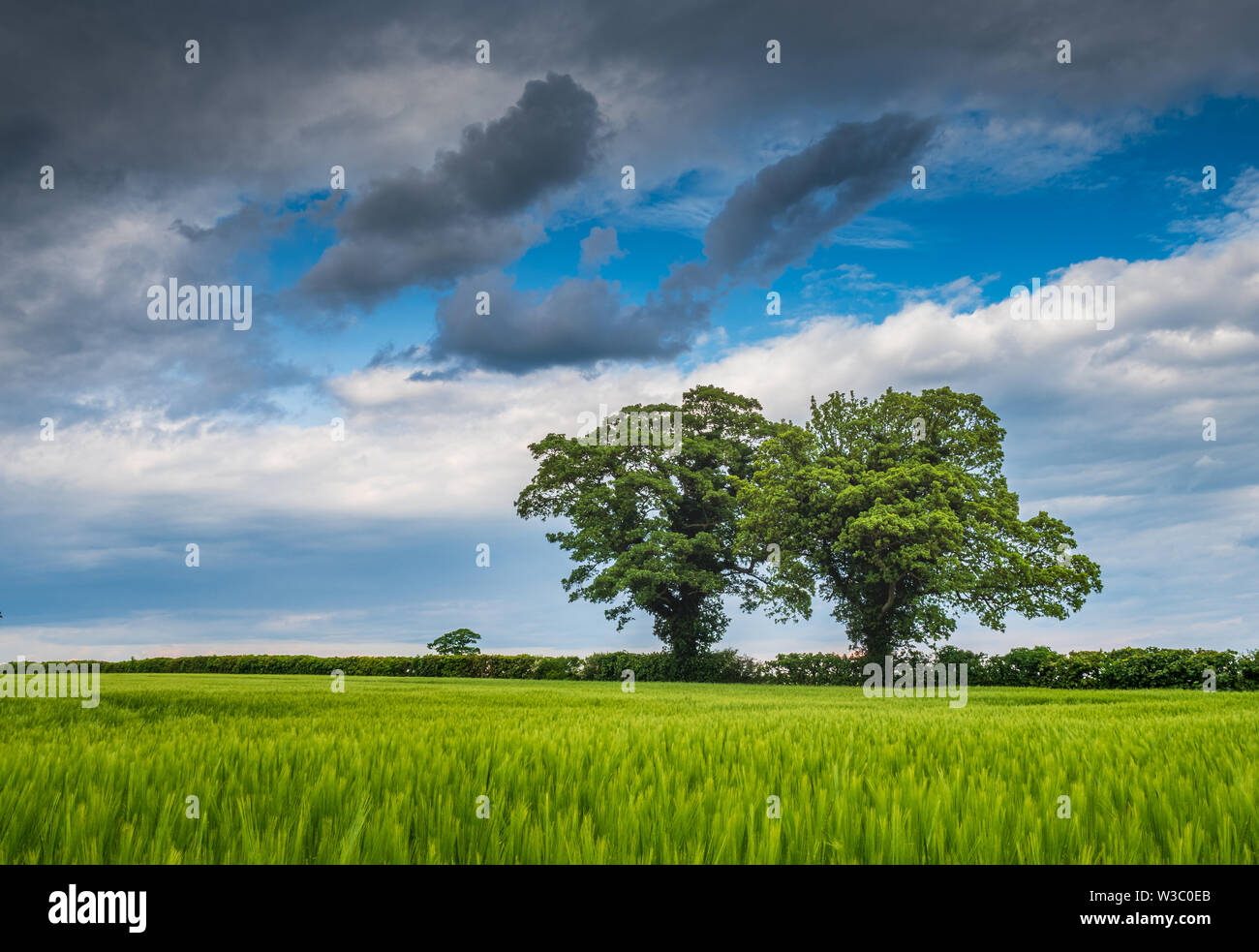 Sycamore tree winter hi-res stock photography and images - Alamy