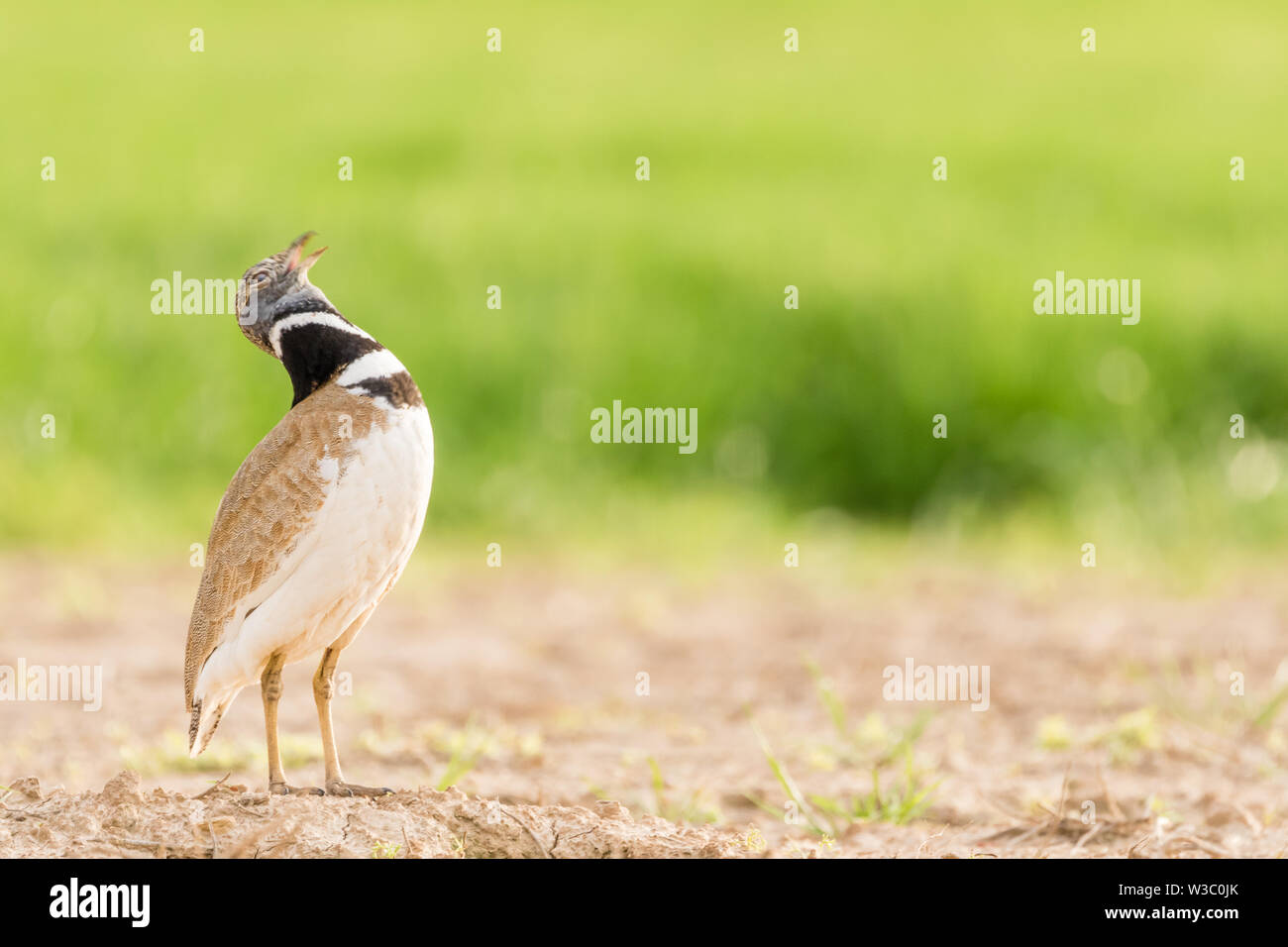 Little bustard male lek lleida hi-res stock photography and images - Alamy