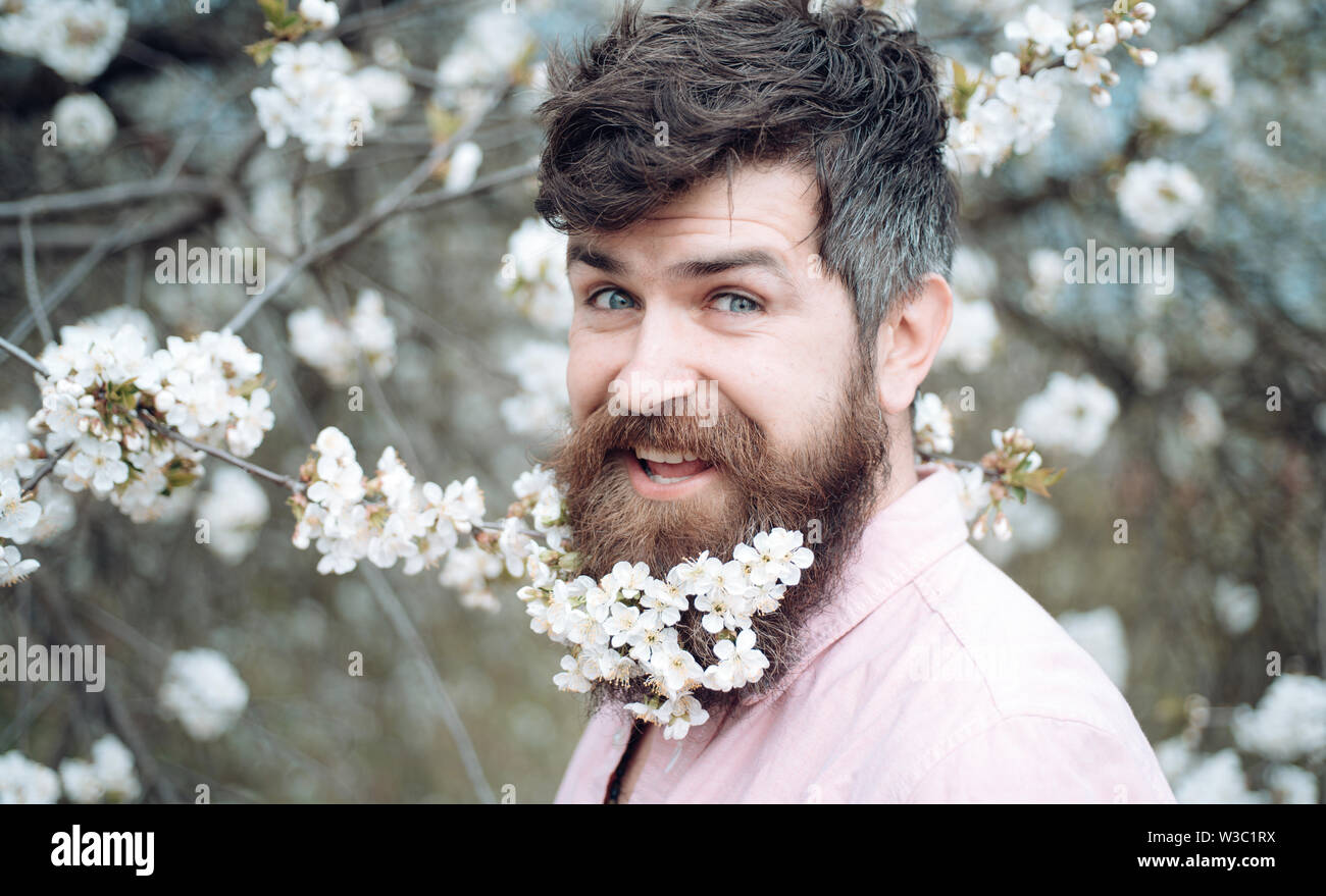 Spring mood. Happy man with cherry blossom in beard. Bearded man with ...