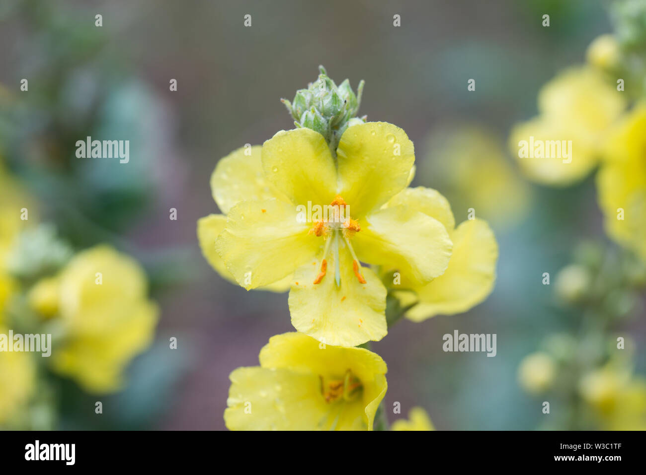 mullein, velvet plant yellow flowers closeup Stock Photo - Alamy