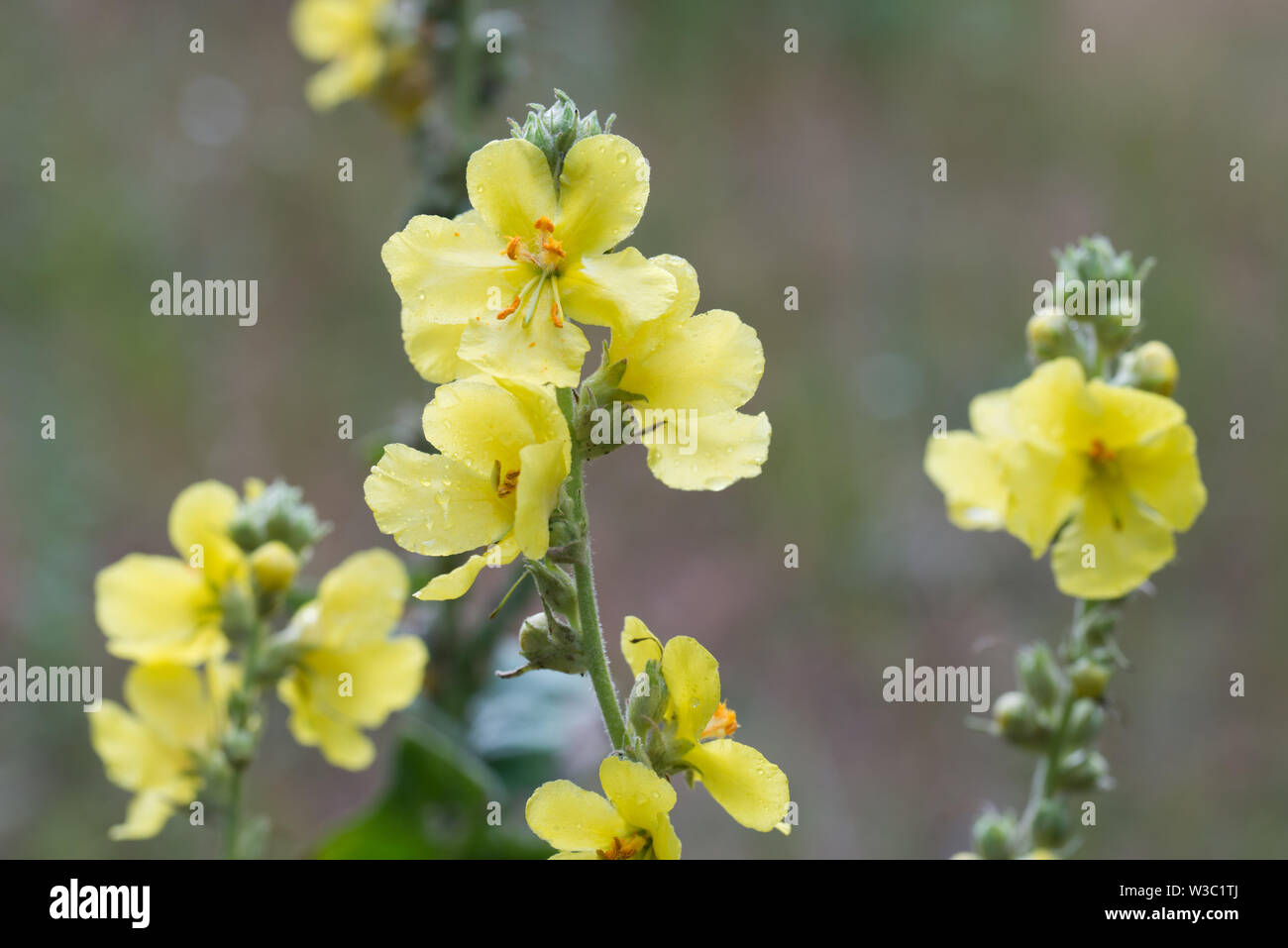 Velvet petals hi-res stock photography and images - Alamy
