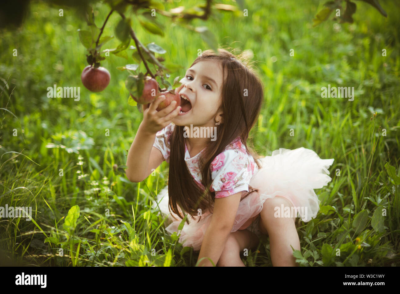 Child eating apple from apple tree branches Stock Photo - Alamy