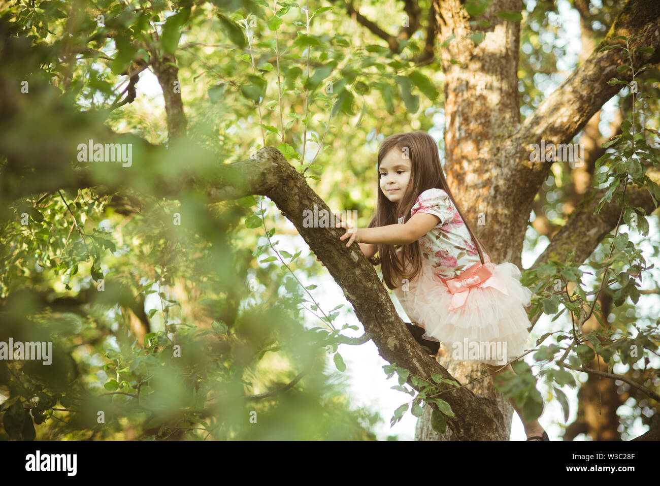 Little pretty girl climbing tree in park Stock Photo - Alamy
