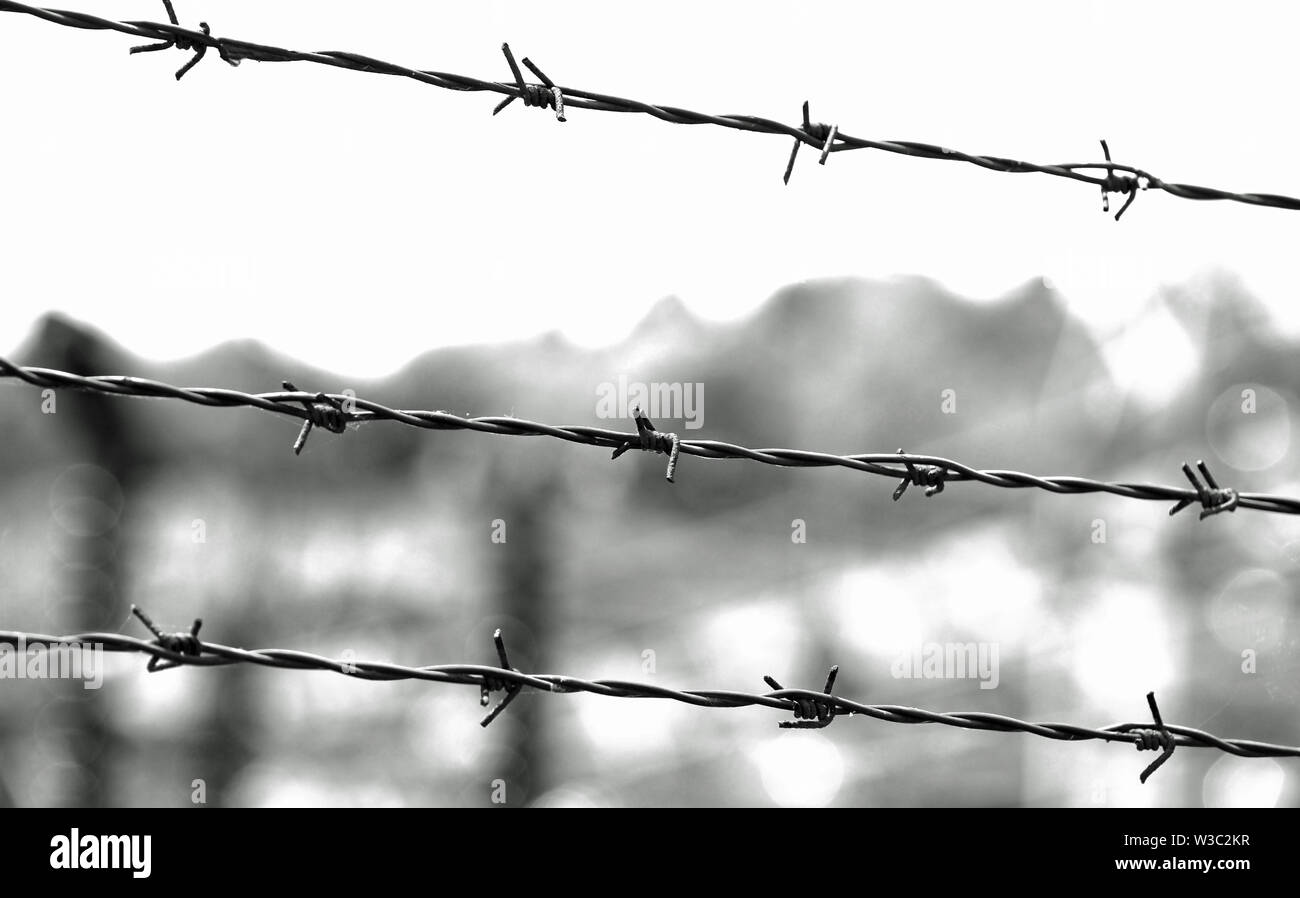 three lines of barbed wire with thorns and the background out of focus ...