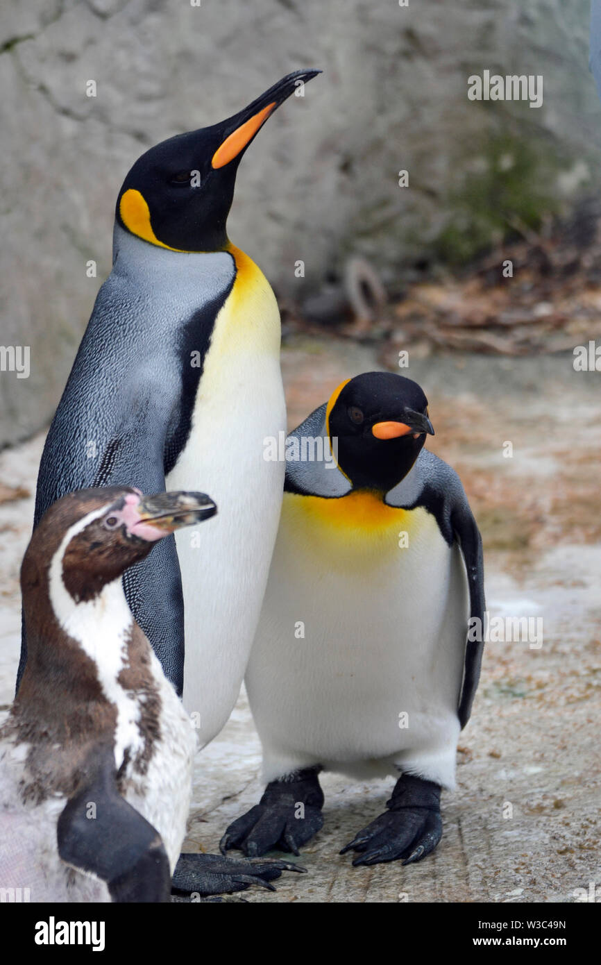 Different animal species together hi-res stock photography and images ...