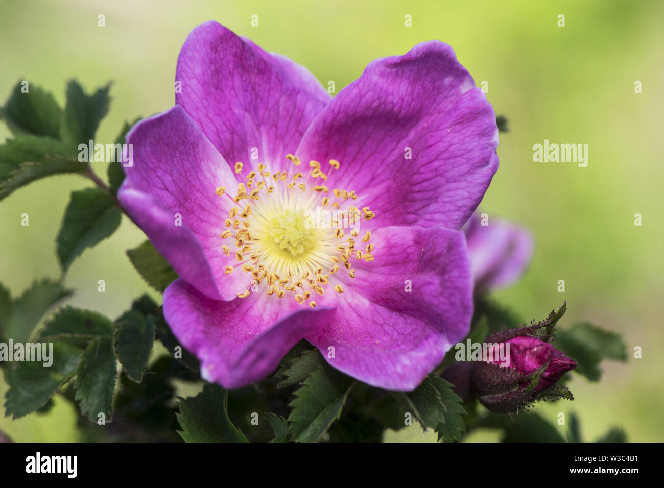 Canker Flower High Resolution Stock Photography and Images - Alamy