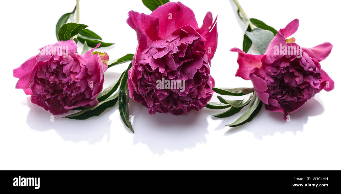 Wedding banner background Cut Out Stock Images & Pictures - Alamy