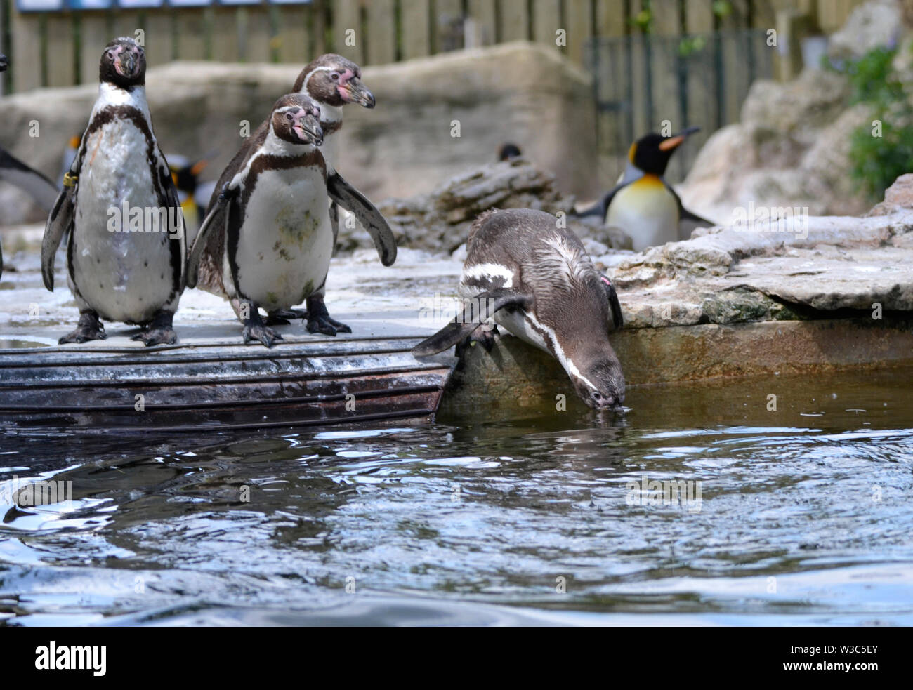 Humboldt penguins in the Penguin Enclosure at Birdland Park and Gardens ...