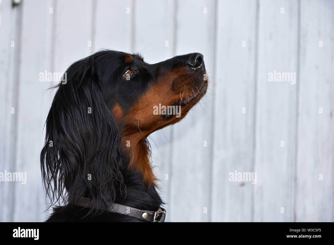 Black setter hi-res stock photography and images - Alamy