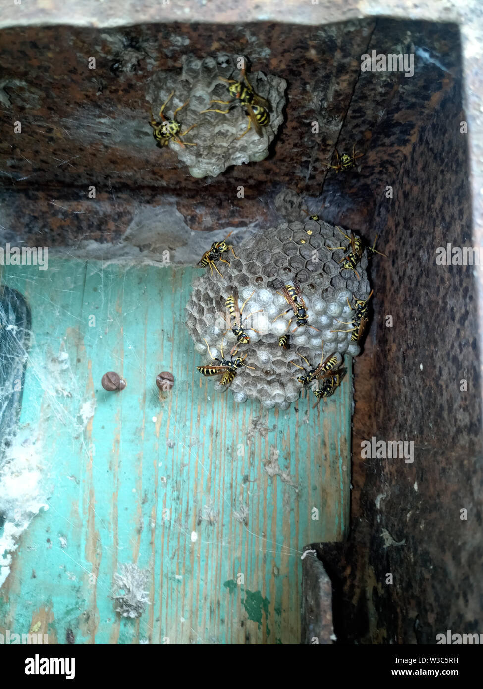 Wasp species polished on nest. Wasp nest with wasps and larvae Stock ...