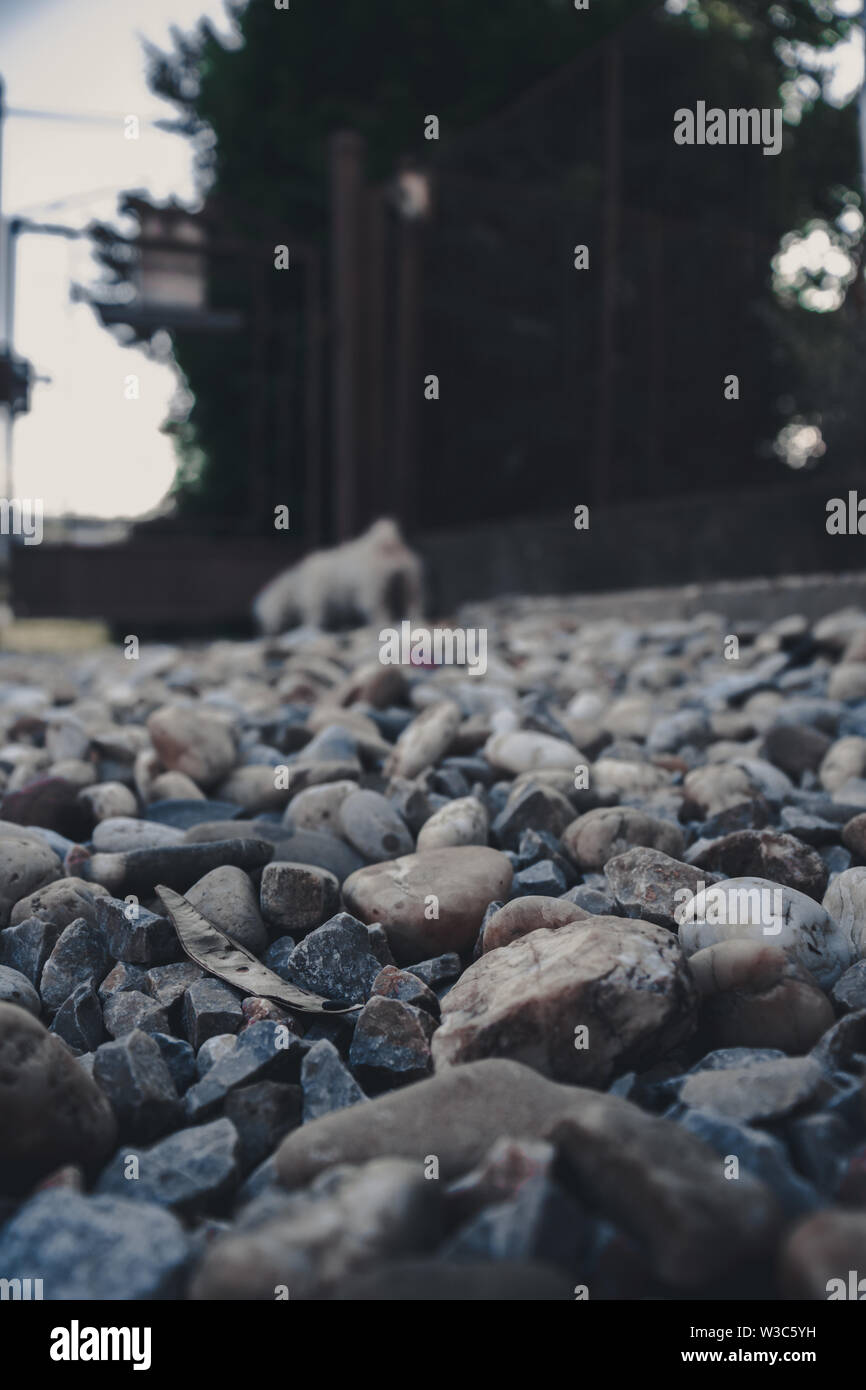 rock and a dog Stock Photo - Alamy