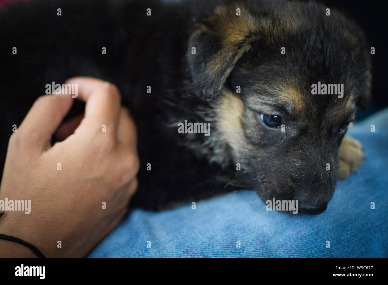 dog lying on the lap Stock Photo - Alamy