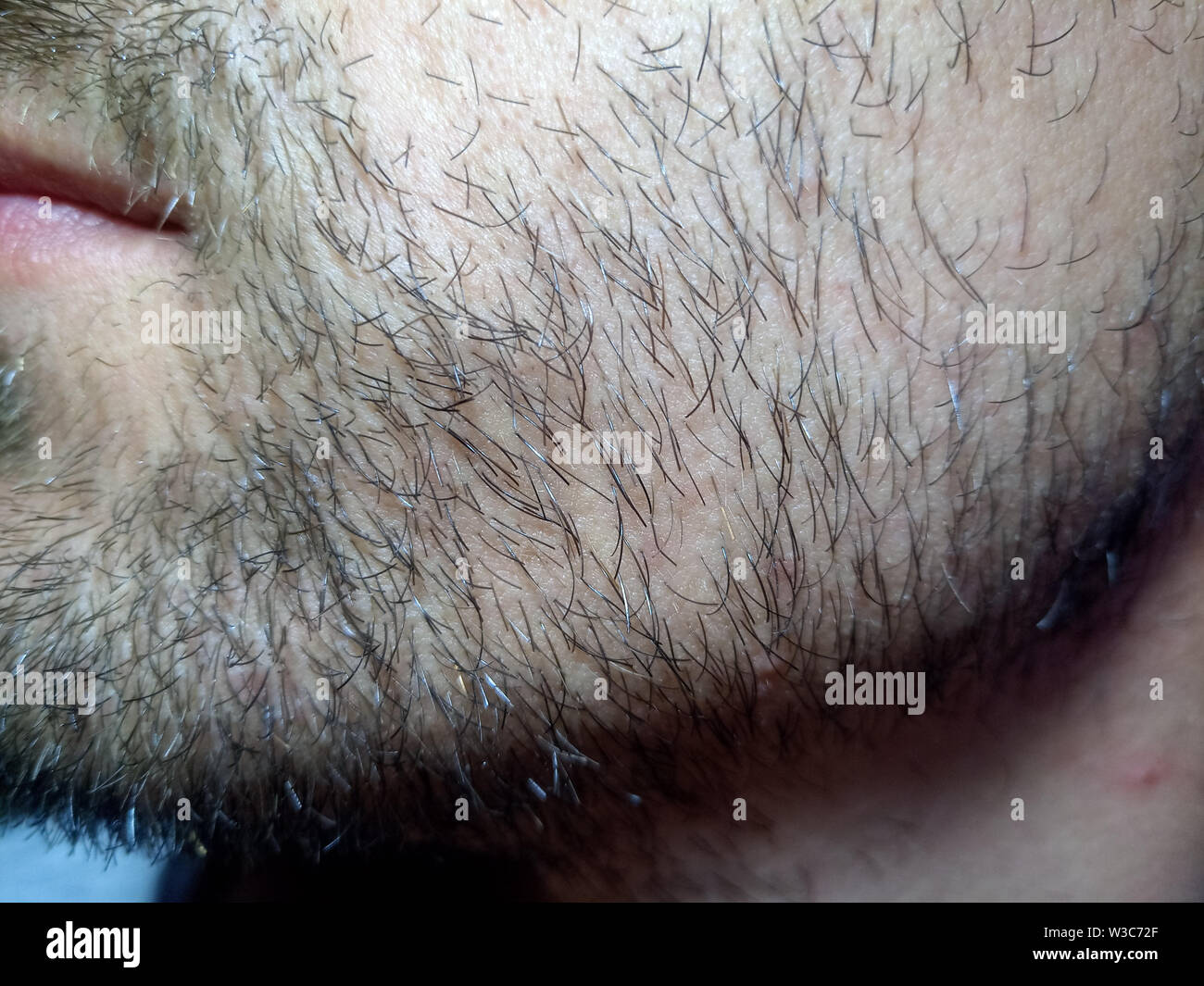 Bearded young man, stubble near. Unshaven more than a week. Hair on the ...