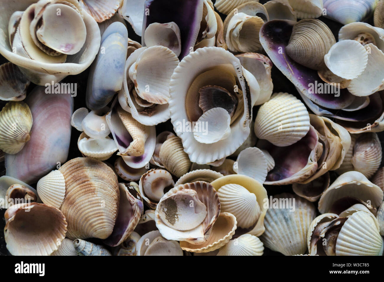 Rare seashells hi-res stock photography and images - Alamy