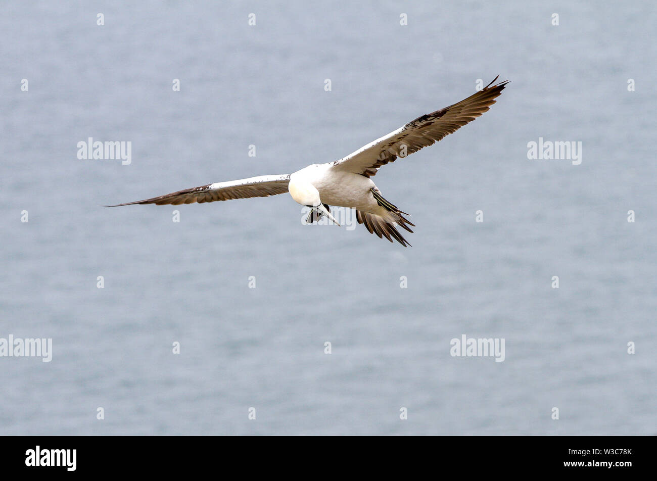 Adult gannet bird flight hi-res stock photography and images - Alamy