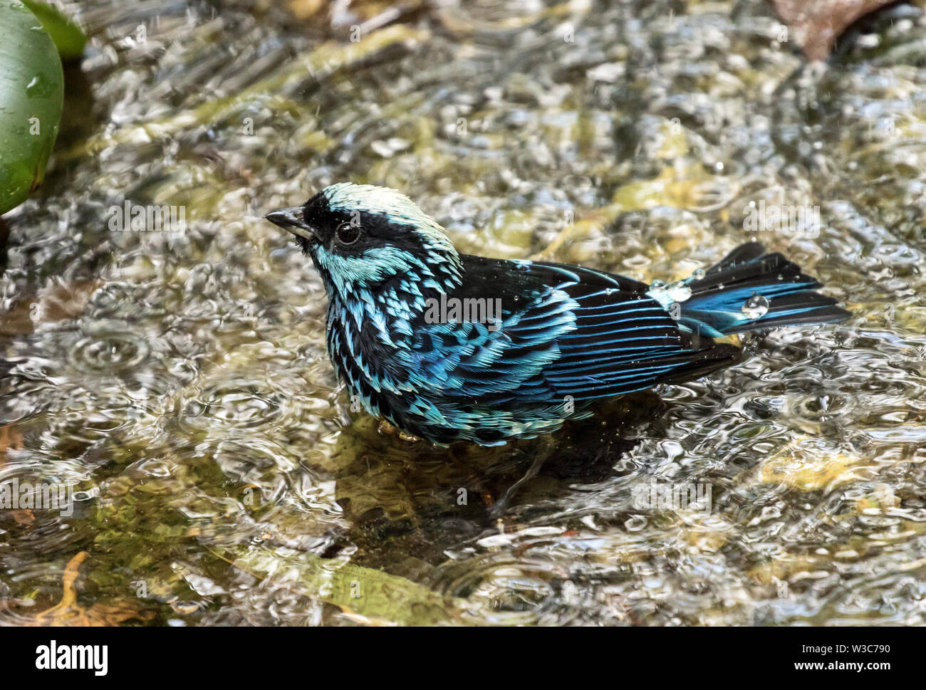 North western ecuador hi-res stock photography and images - Alamy