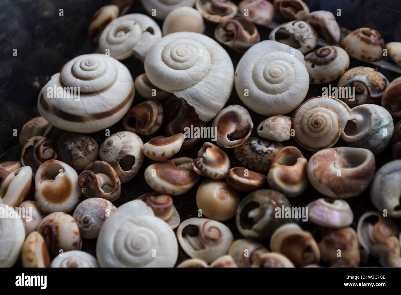 Rare seashells hi-res stock photography and images - Alamy