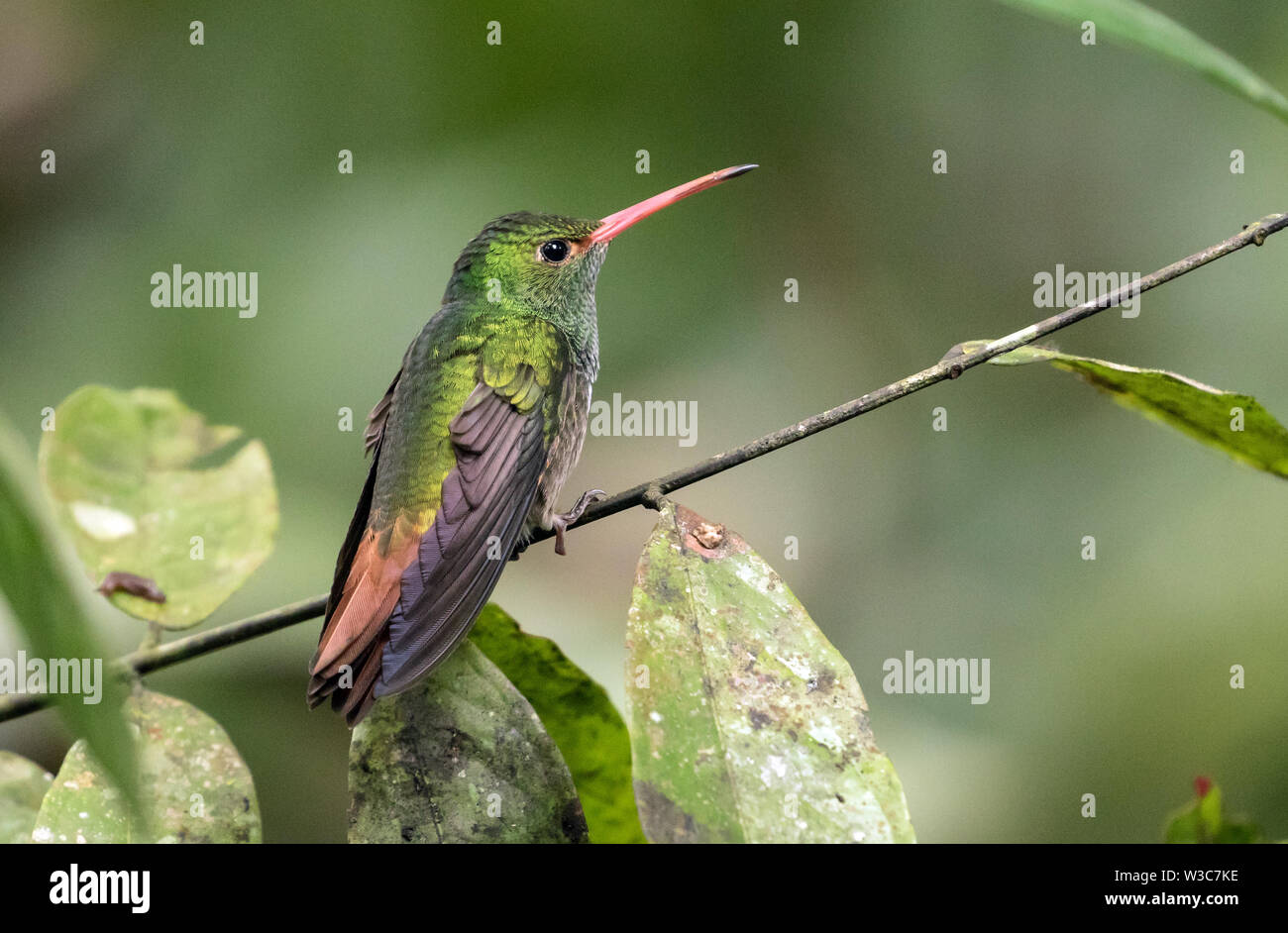 Portrait of rufous tailed hummingbird hi-res stock photography and ...
