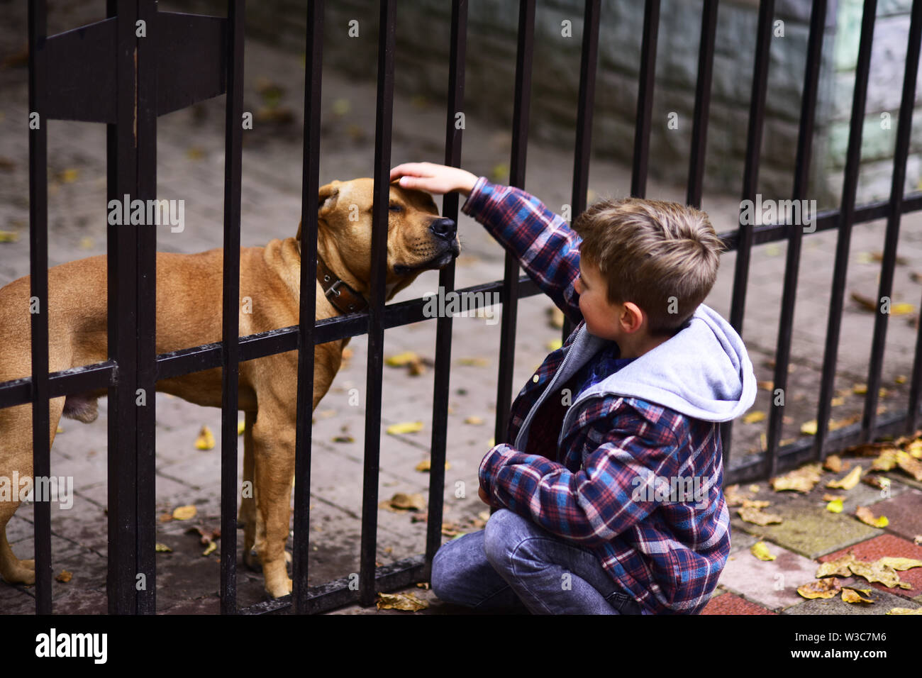 Dogs are helpful. Small boy plays with dog in dogs shelter. Small boy ...