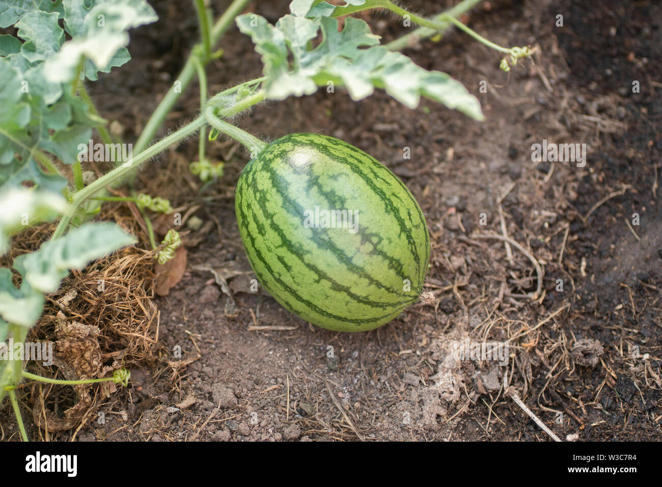 Mini Watermelon Plants