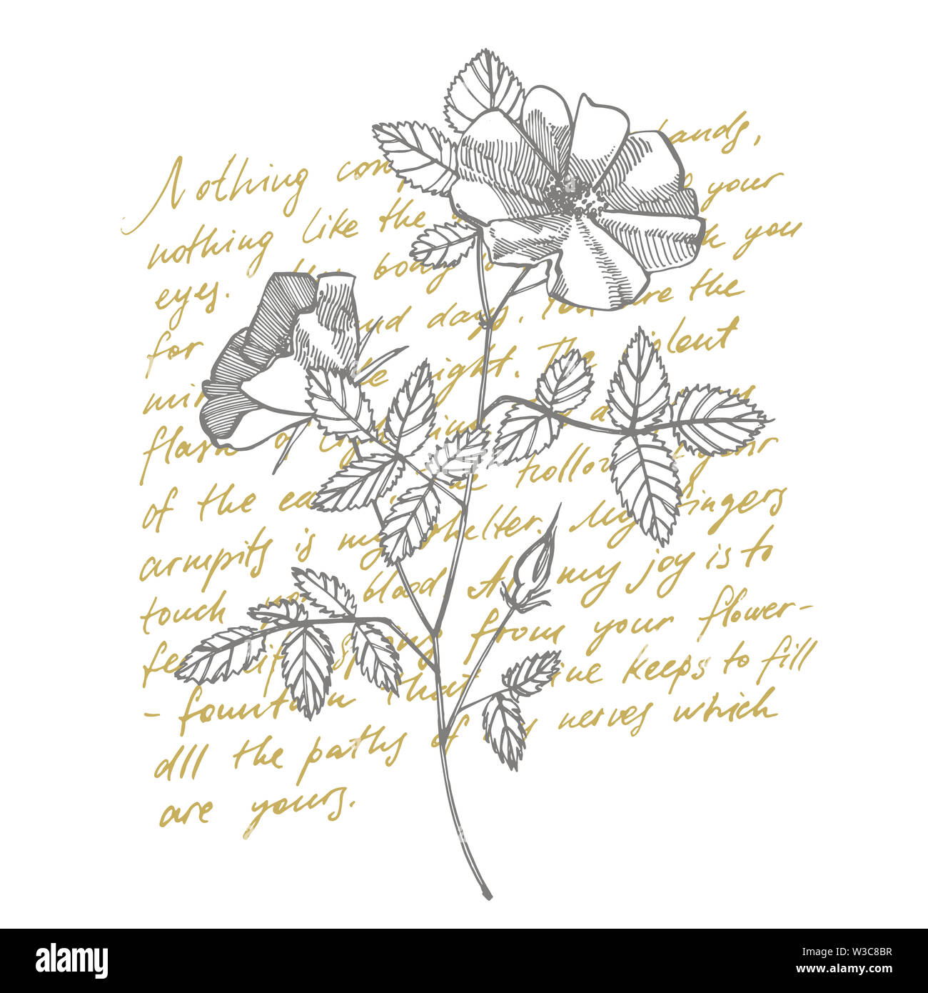 Wild rose flowers drawing and sketch illustrations. Decorative floral ...