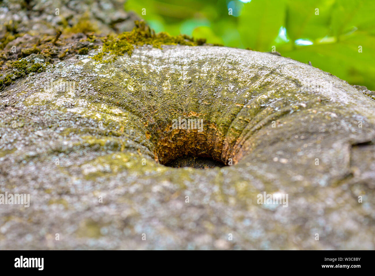 Round hole with a growth on a tree trunk from a broken tree branch ...