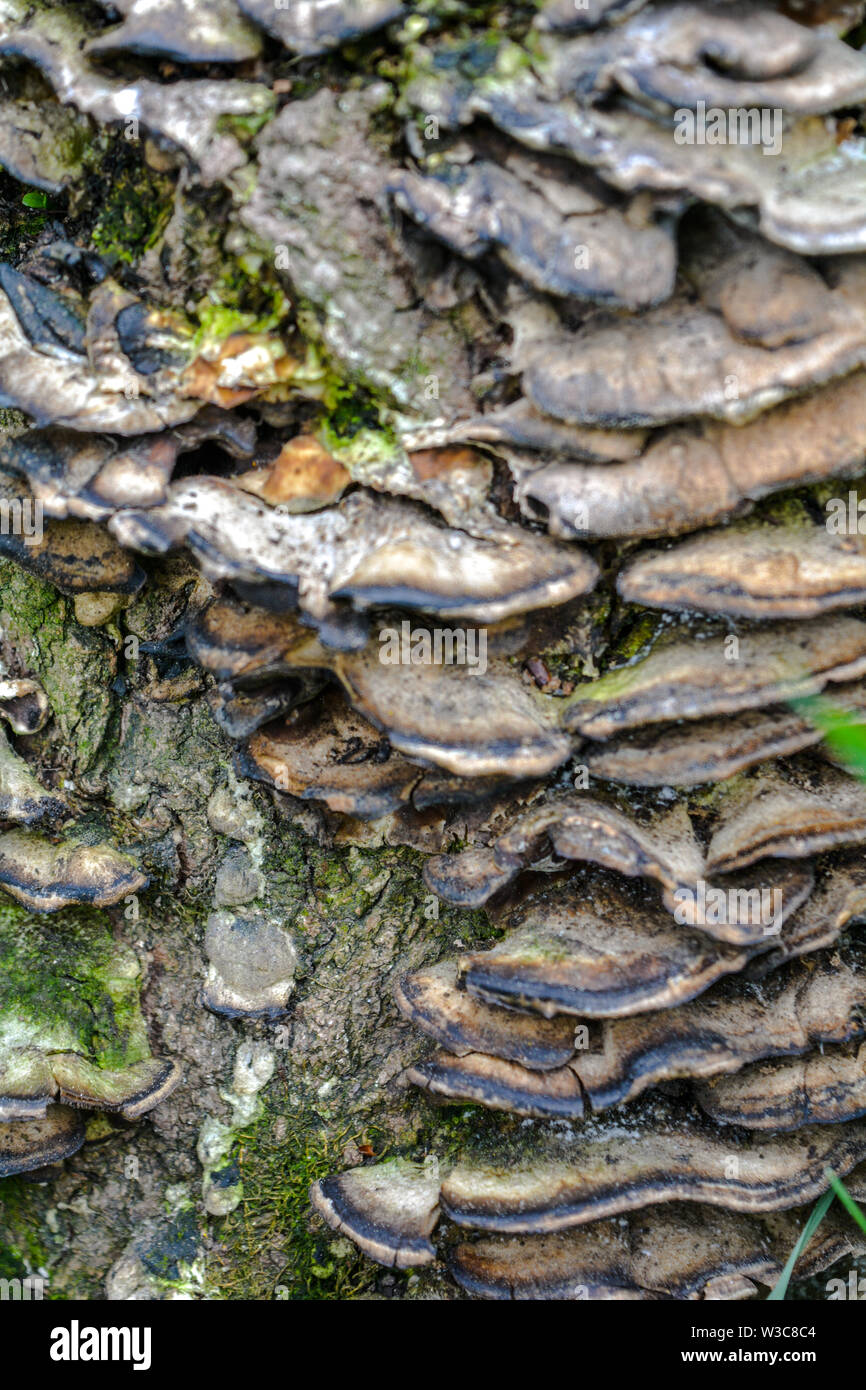 An old tree trunk, infected by fungal plant pathogen. Family of tree ...