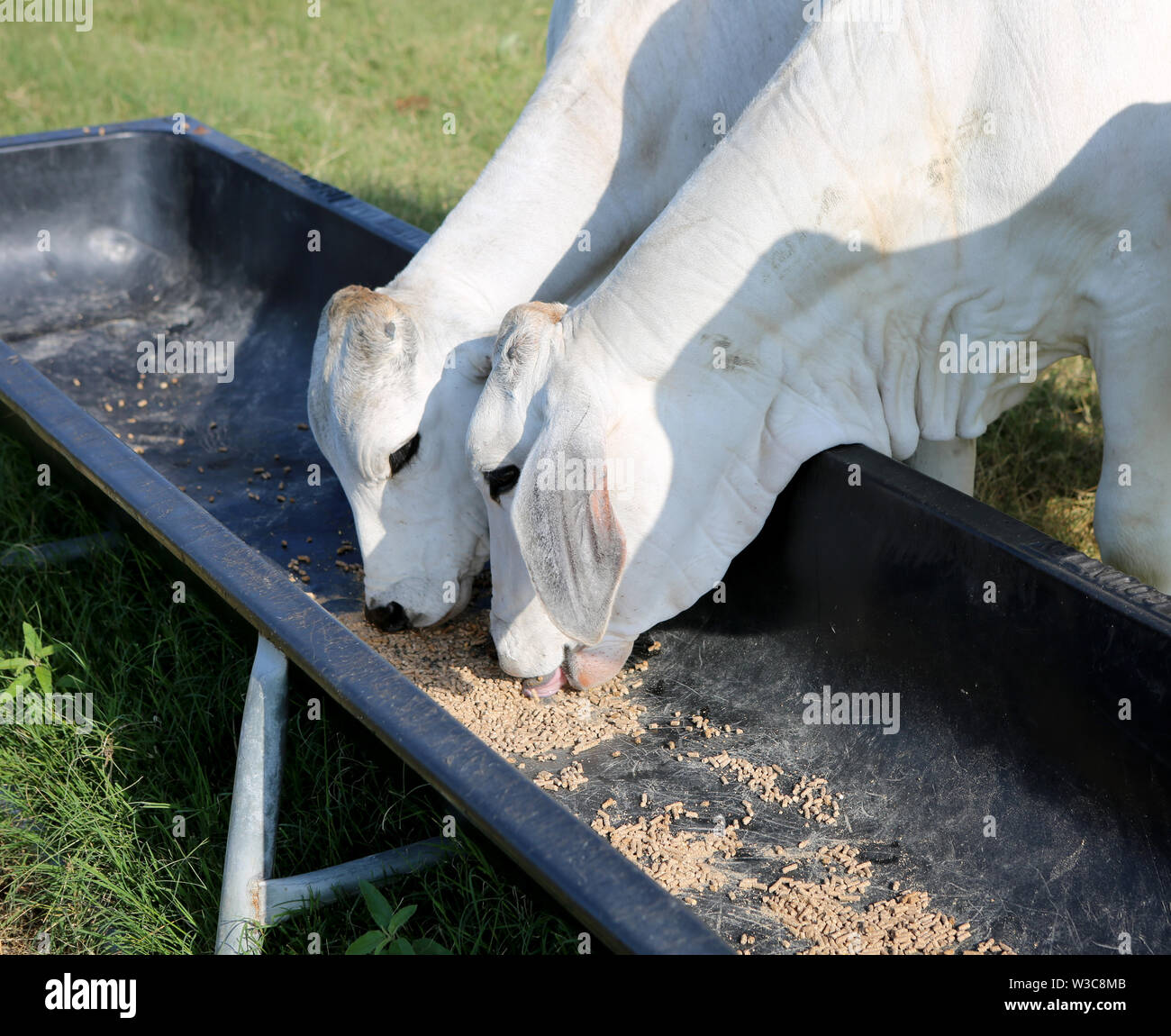 Brahman meat cows calf at Texas farm. Growing meet cows. Cattle ...