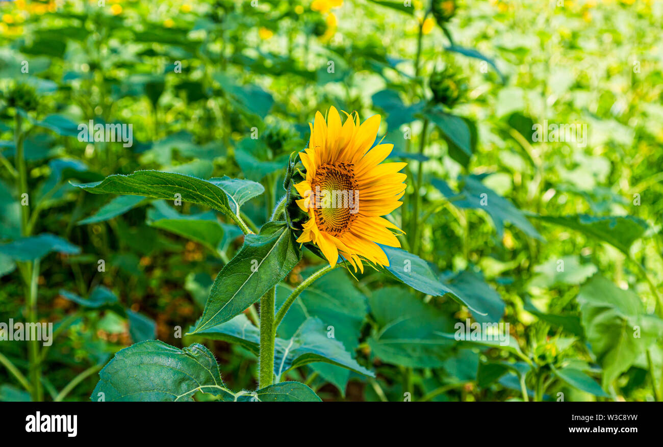 One Sunflower in Shade Stock Photo - Alamy