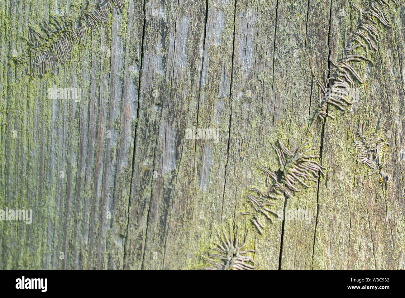 old dry wood that is musty background Stock Photo - Alamy