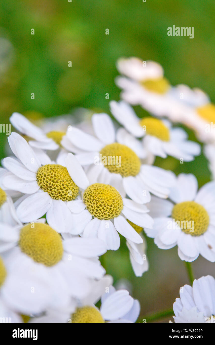 Field of camomiles at sunny summer day at nature. Aromatherapy by herbs ...
