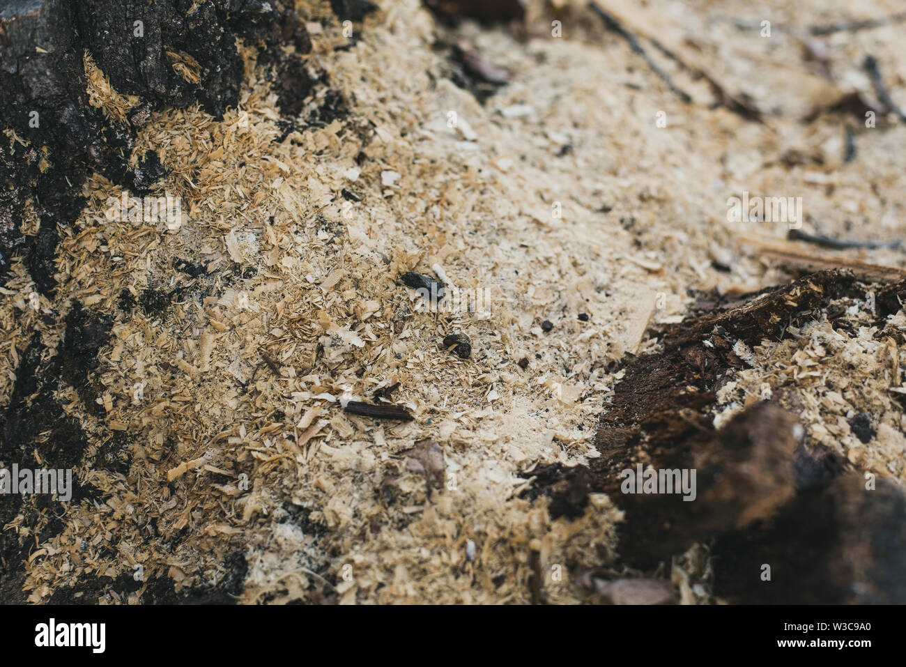sawdust saw cut. sawing waste, environmental problems. chips on wooden ...
