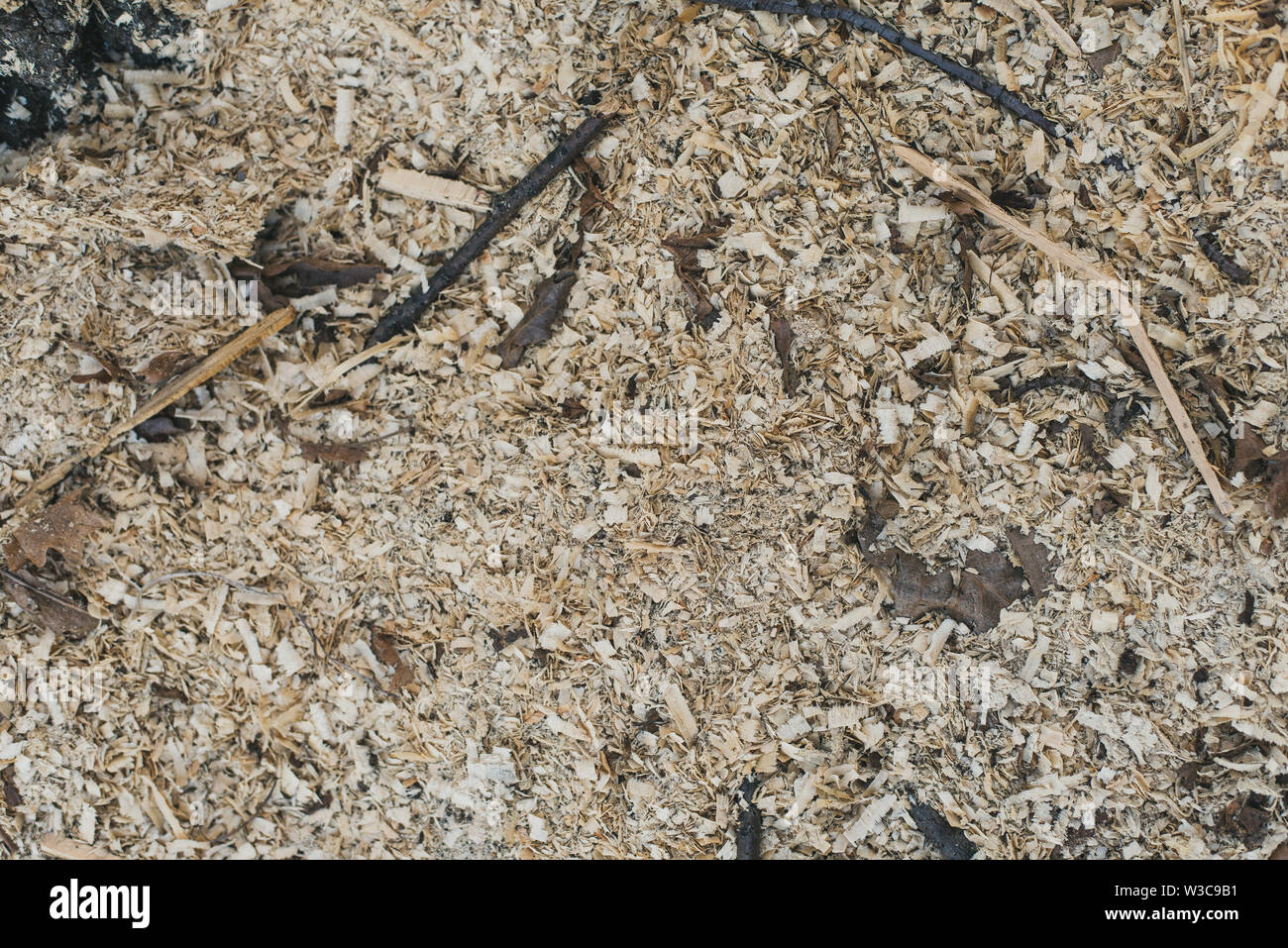 sawdust saw cut. sawing waste, environmental problems. chips on wooden ...