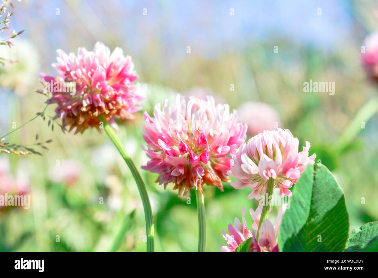 Pink clover aka Trifolium repens in grass on summer meadow. Close up of ...