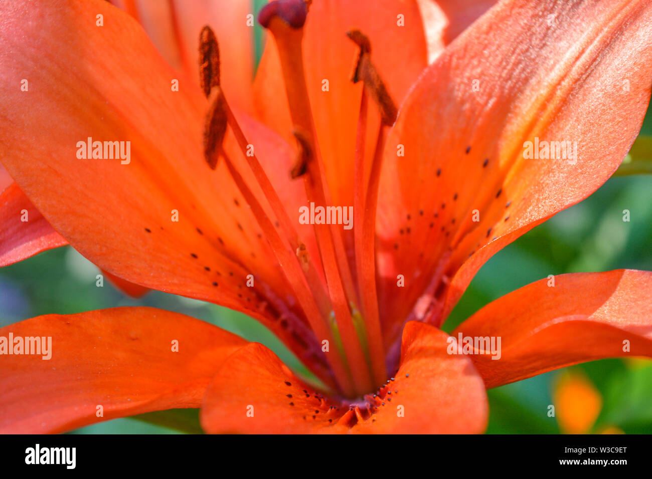 Close up Detail of Red Lily Flower, with Shallow Depth of Field and ...