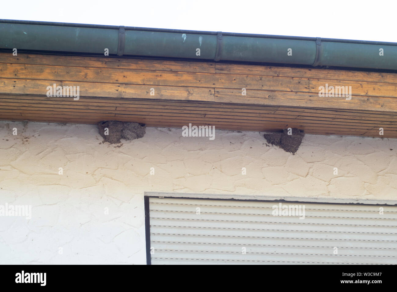 Bird Nests High Resolution Stock Photography and Images - Alamy