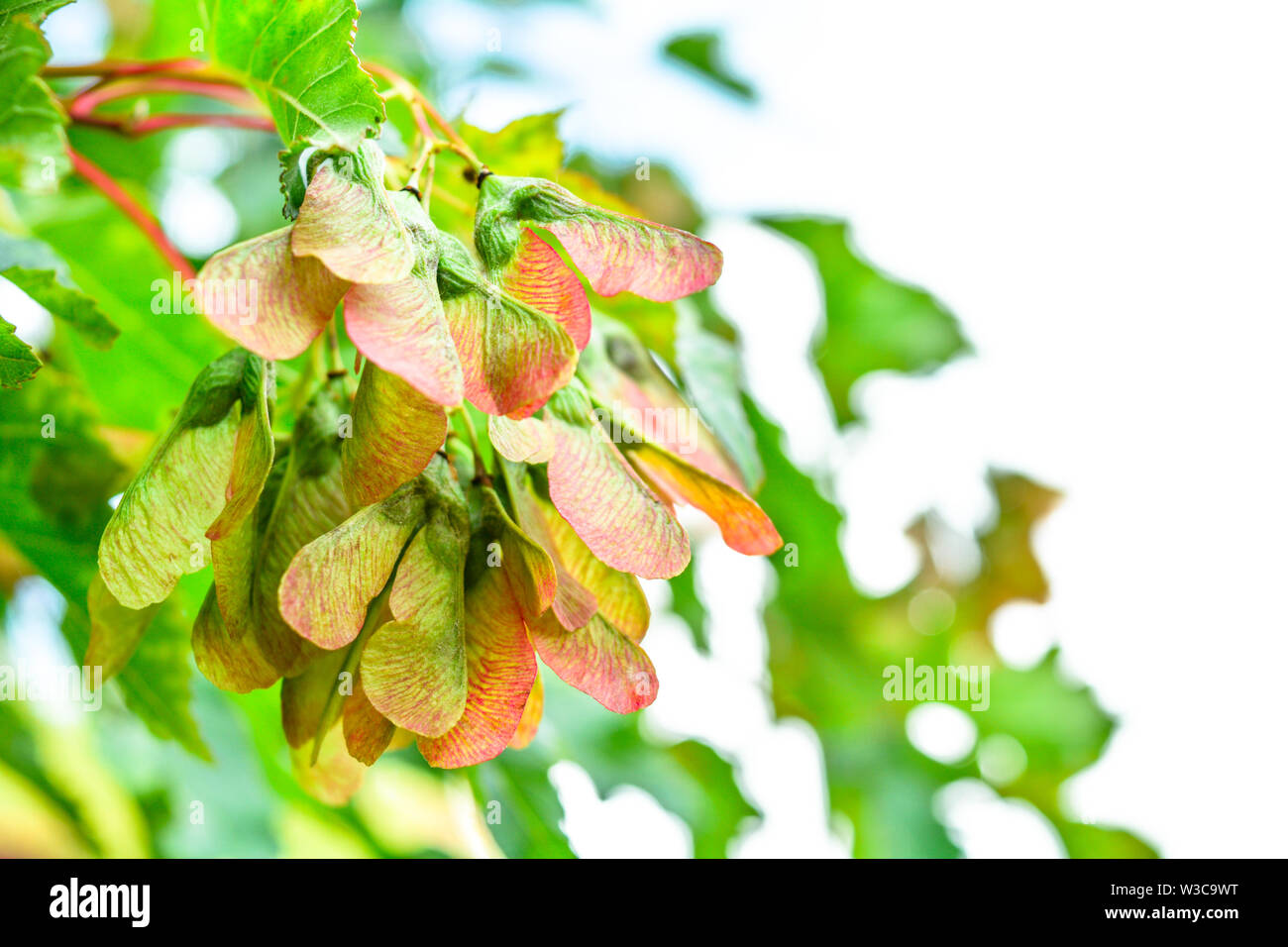 Common maple seeds in sunny day on blurred background. Macro view of ...